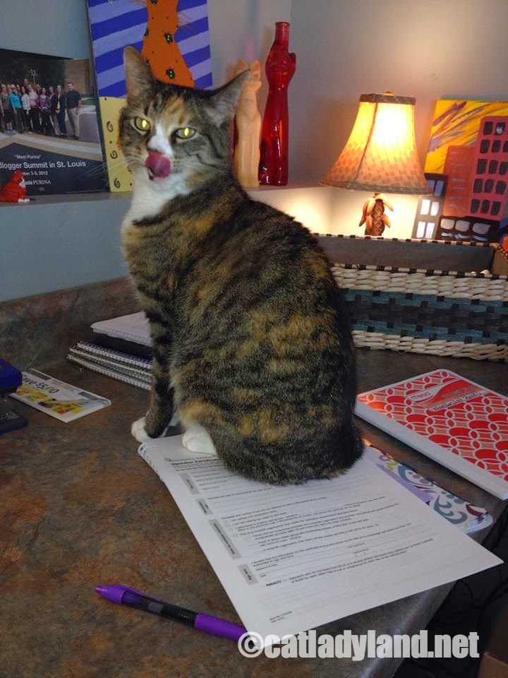 Catladyland: Cats are Funny: Phoebe Does Not Approve of Government ...