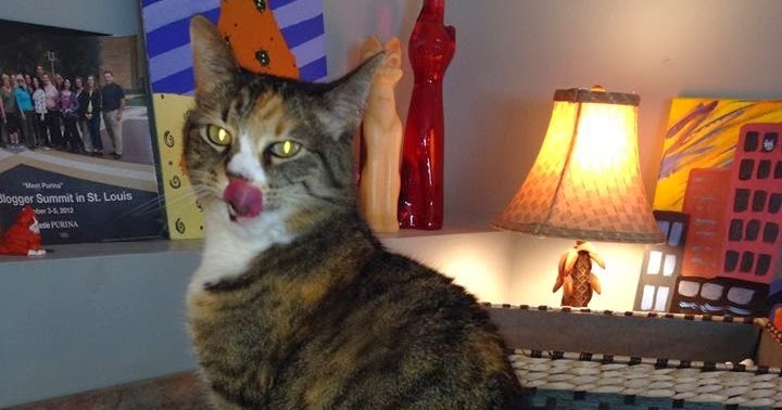 Catladyland: Cats are Funny: Phoebe Does Not Approve of Government ...