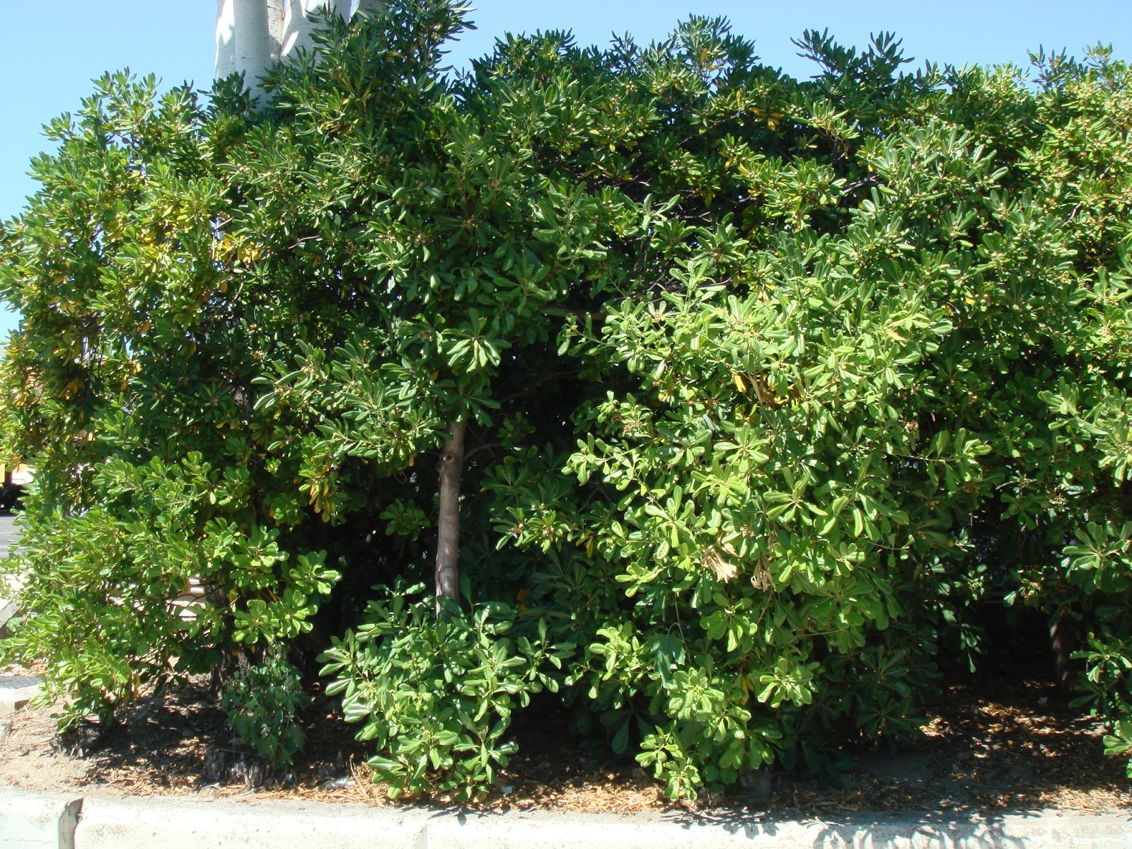 Flora urbana de Getafe: Azahar de la China