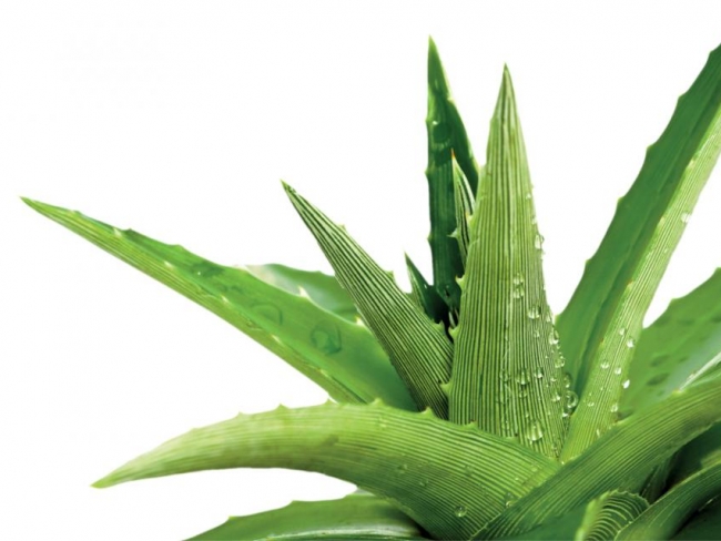 Natura i uroda: ALOES - jeden ze wspanialszych darów ofiarowanych nam ...
