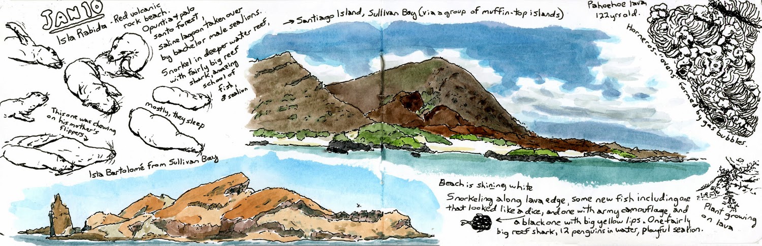 Dave Huggard Drawings: Ecuador - Galapagos III