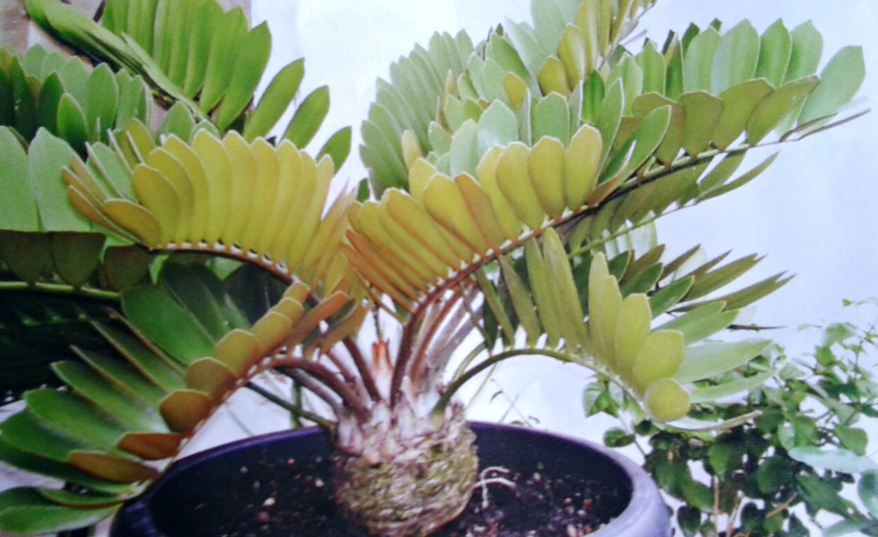 4 Tanaman Hias Purba Yang Unik Dan Langka - Tempat Informasi