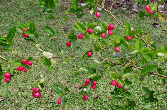 Trees and Plants: Karonda (Carissa Carandas)