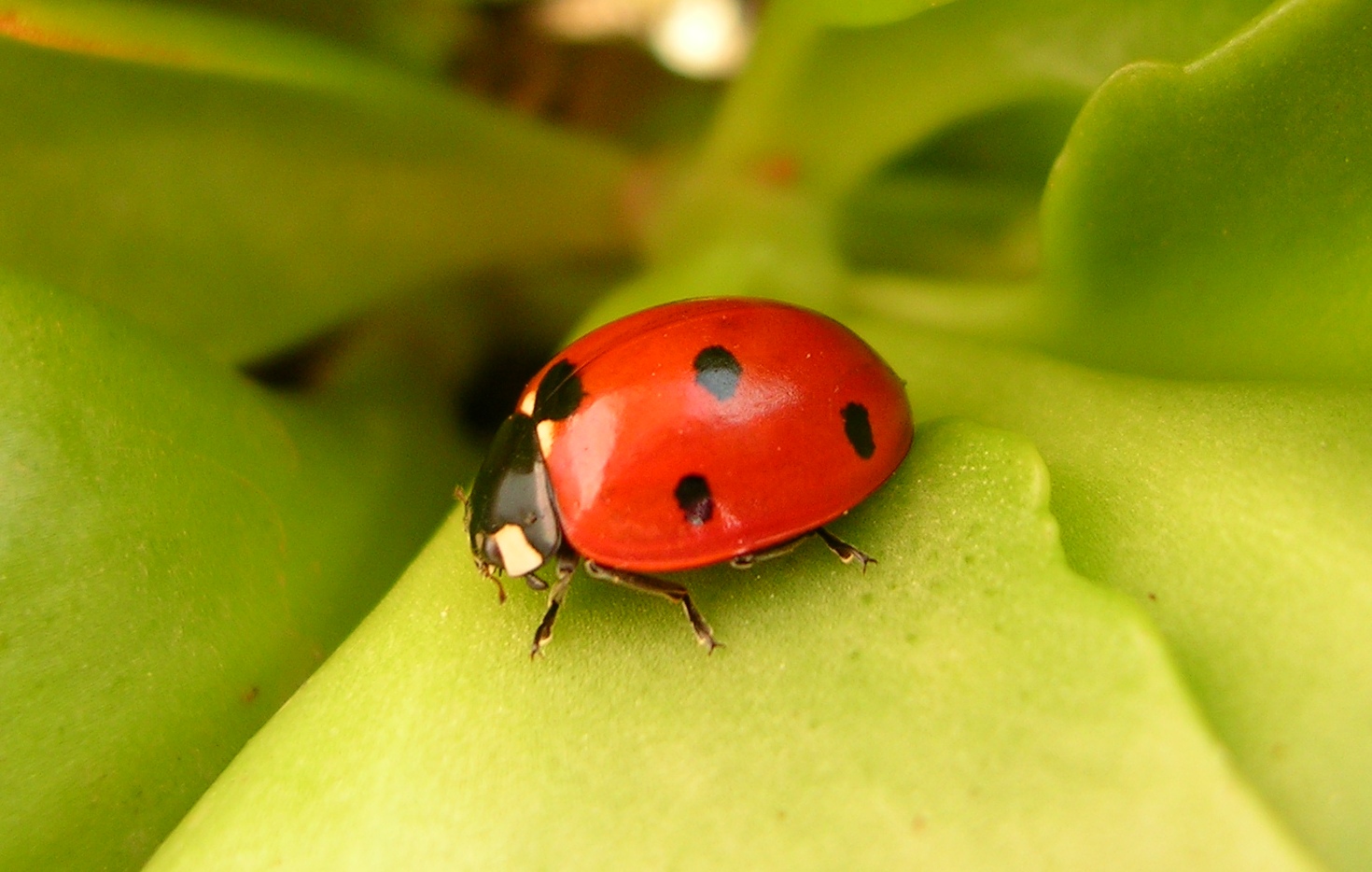 Collection of Photographs: Most Beautiful Ladybug Photography