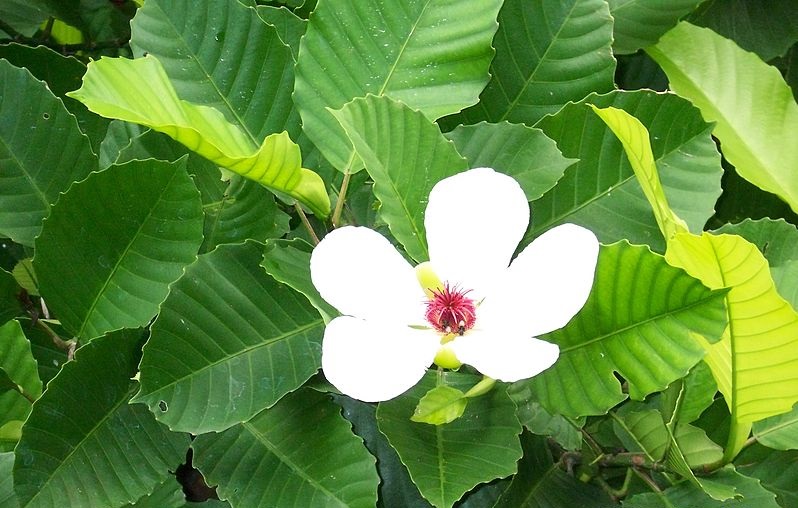 My Asian Secret Garden: Philippine Native Trees for the Garden and for ...