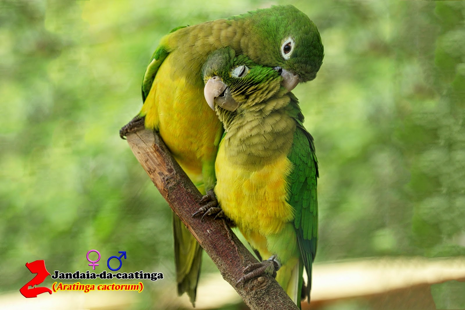 Zoologia: Jandaia-da-caatinga (Aratinga cactorum)