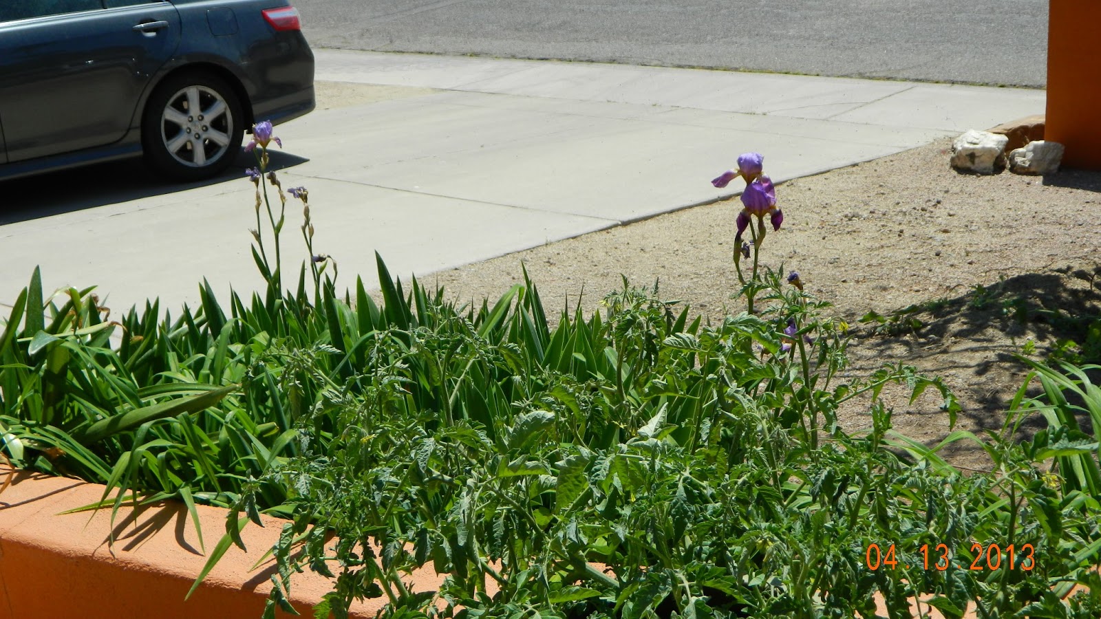 Mr. B's Garden: More Blooms, Spring Swap 2013 And Taking Care of The ...