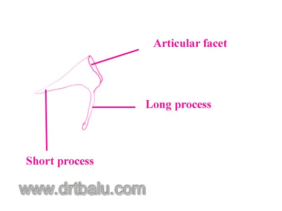 Tutorials in otolaryngology: 2. Describe the anatomy of the tympanic ...