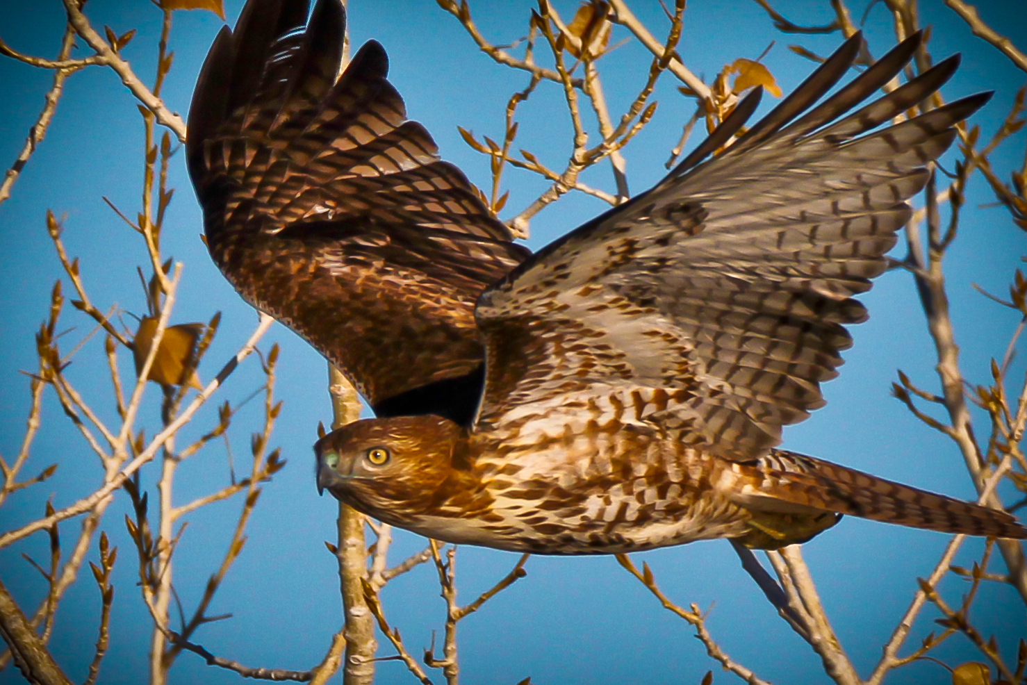 Feather Tailed Stories: Red-tailed Hawks