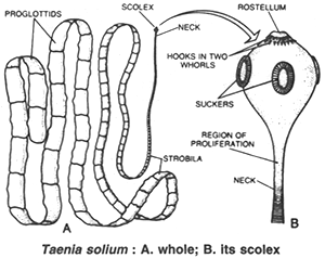 Taenia Solium; Tenia del Cerdo