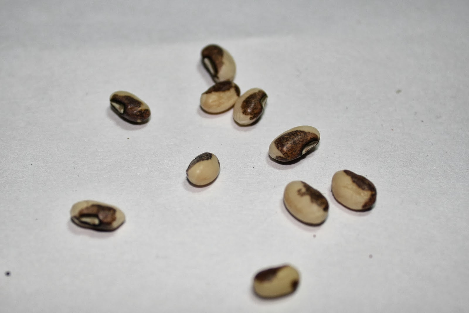 TERRACE GARDENING: Identify Seeds & Vegetables