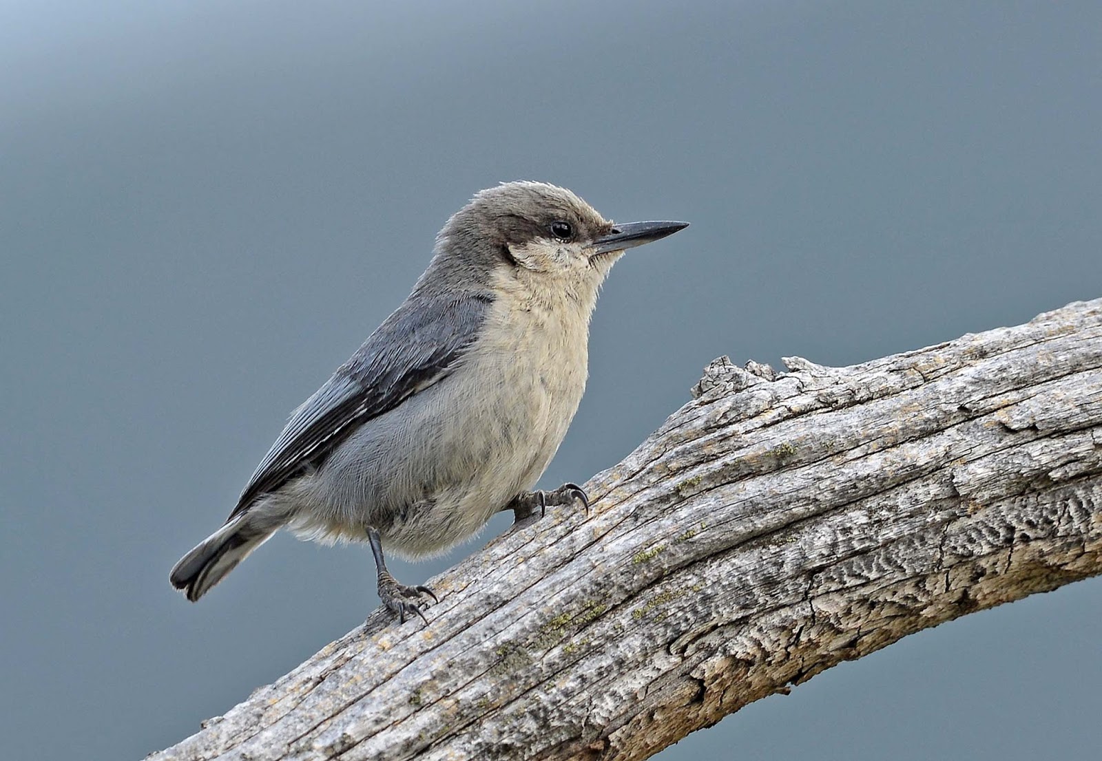 Bobby Harrison Bird Photography: Pic of the Day