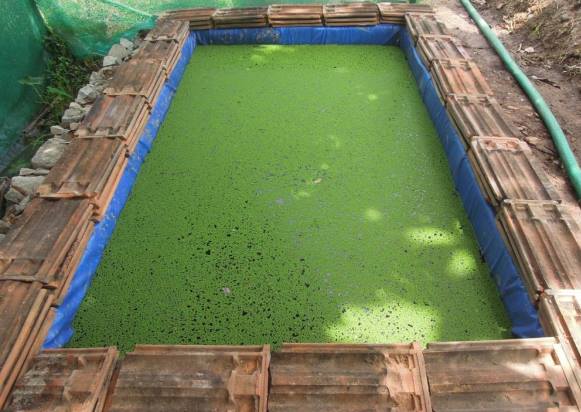 Agrifarming: Azolla Farming Information Guide