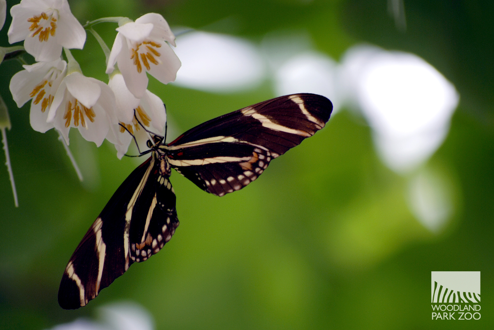 Butterflies take flight at Woodland Park Zoo