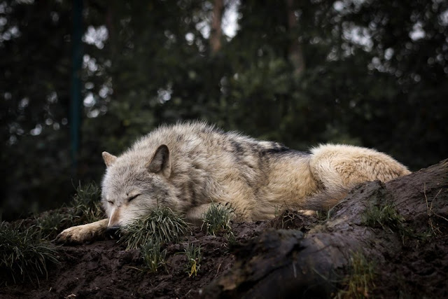 White Wolf : New Wolf Species Emerging in America