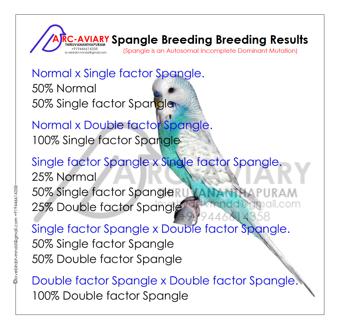 Spangle Breeding Breeding Results.