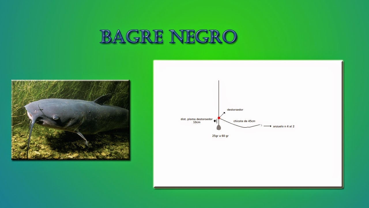 Tipos De Pesca: Bagre Negro