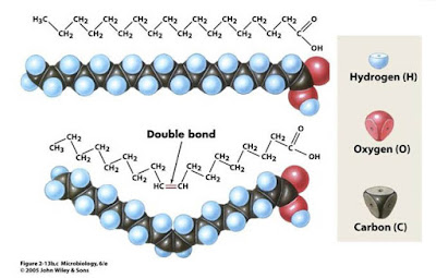 Mengenal Fungsi Lemak dalam Komponen Kimia Sel - Lentera hidup4