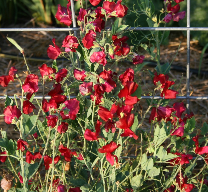 Garden Musings: A Plea for Peas