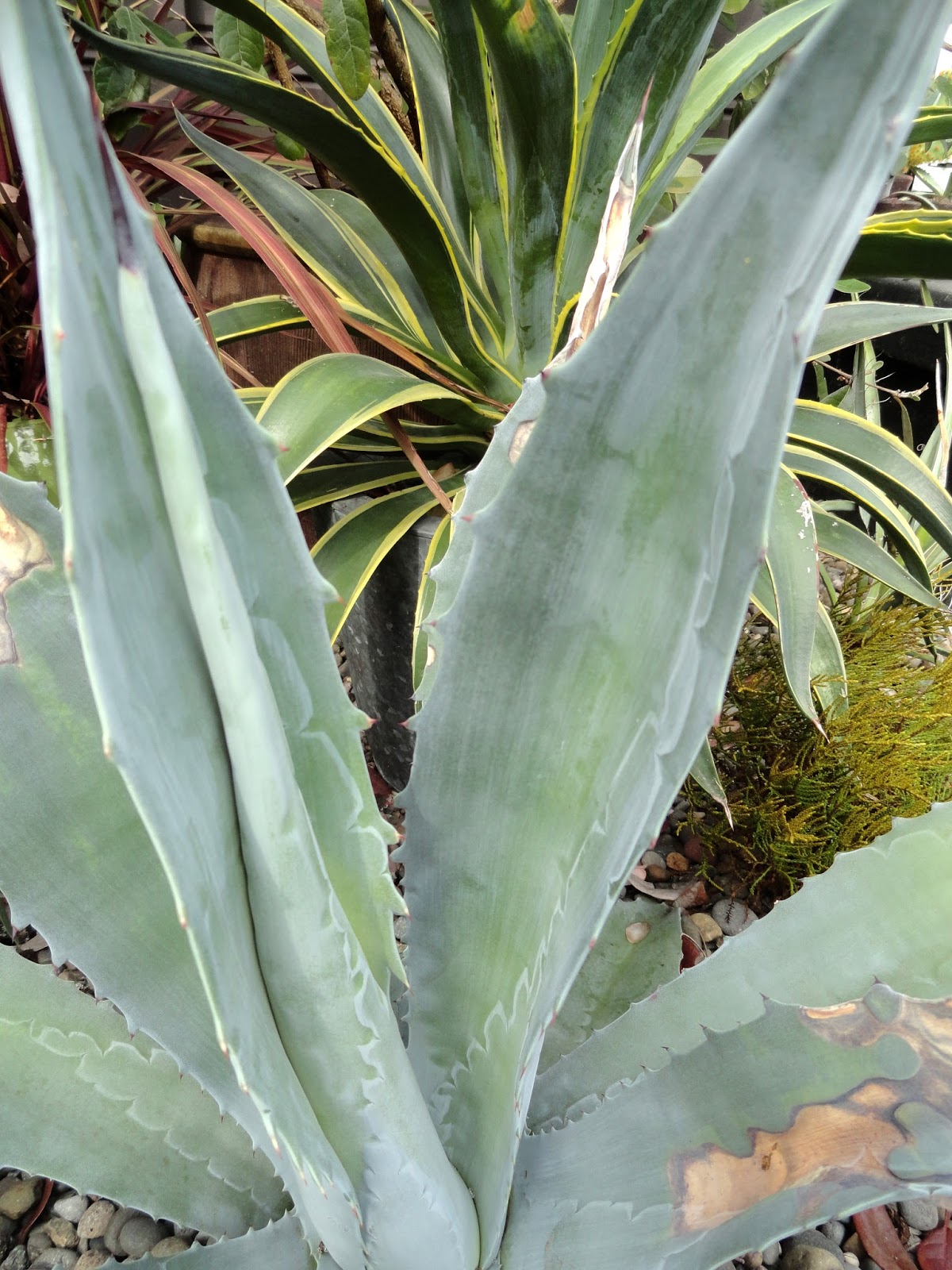 danger garden: Learn from my mistakes #20 Agave Edema (this one hurts)...