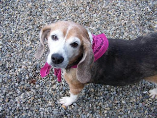 Bodie's Beagles Blog: Adopt Mable, adorable little female beagle age 7 ...