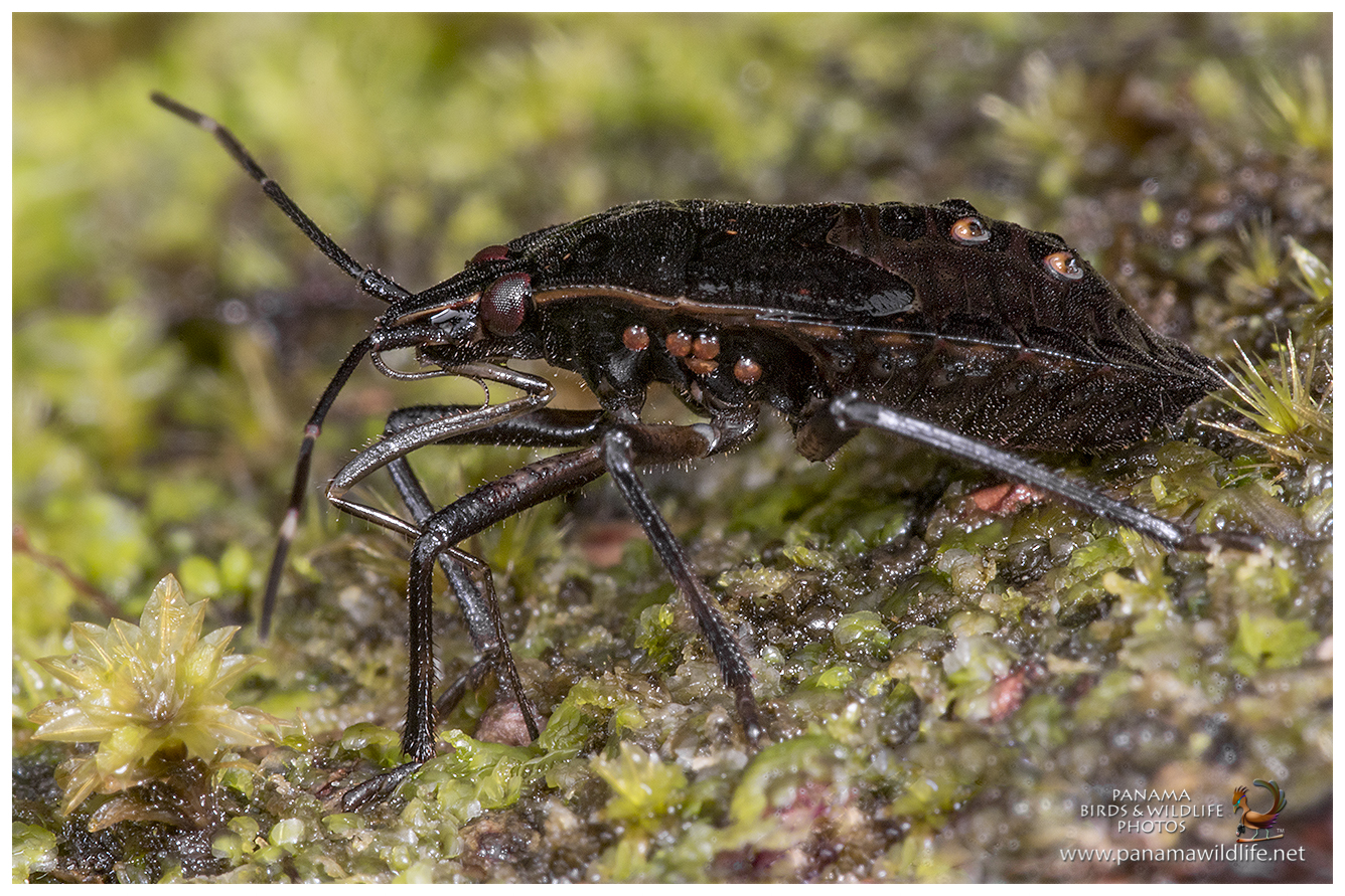 Birding Paradise - the best place for Panama Birds & Wildlife Photos of ...