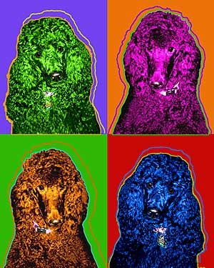 The MeadowTree Journal: Poodle Time! The Colorful Abstract Poodles