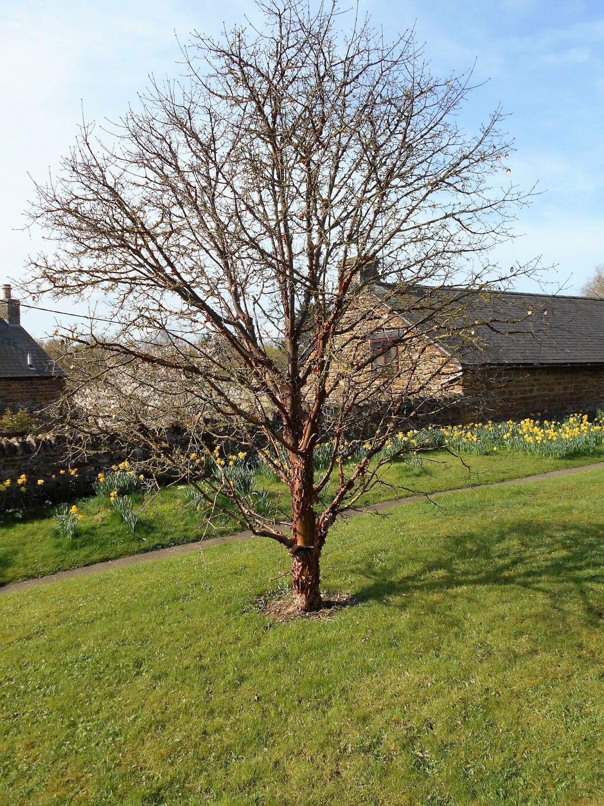 Tony's Blog: Holy Cross churchyard, Byfield