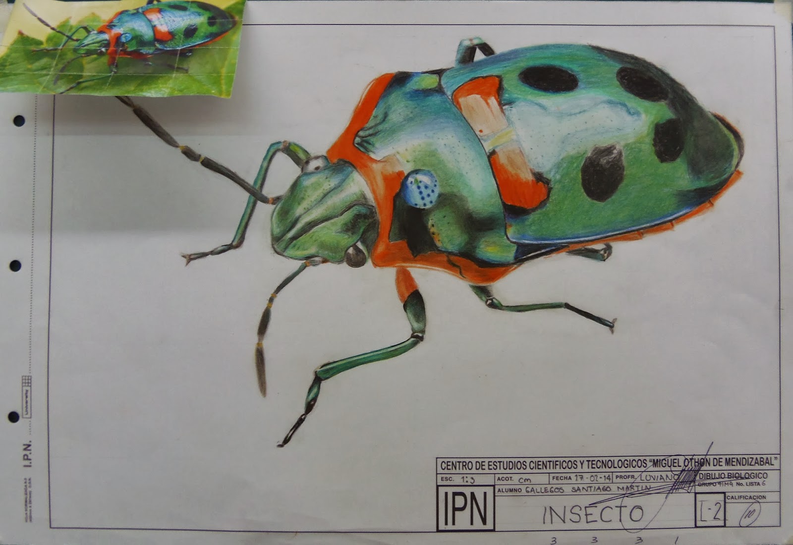 Dibujo Biológico: LÁMINA 4, REPRESENTACIÓN DE UN INSECTO