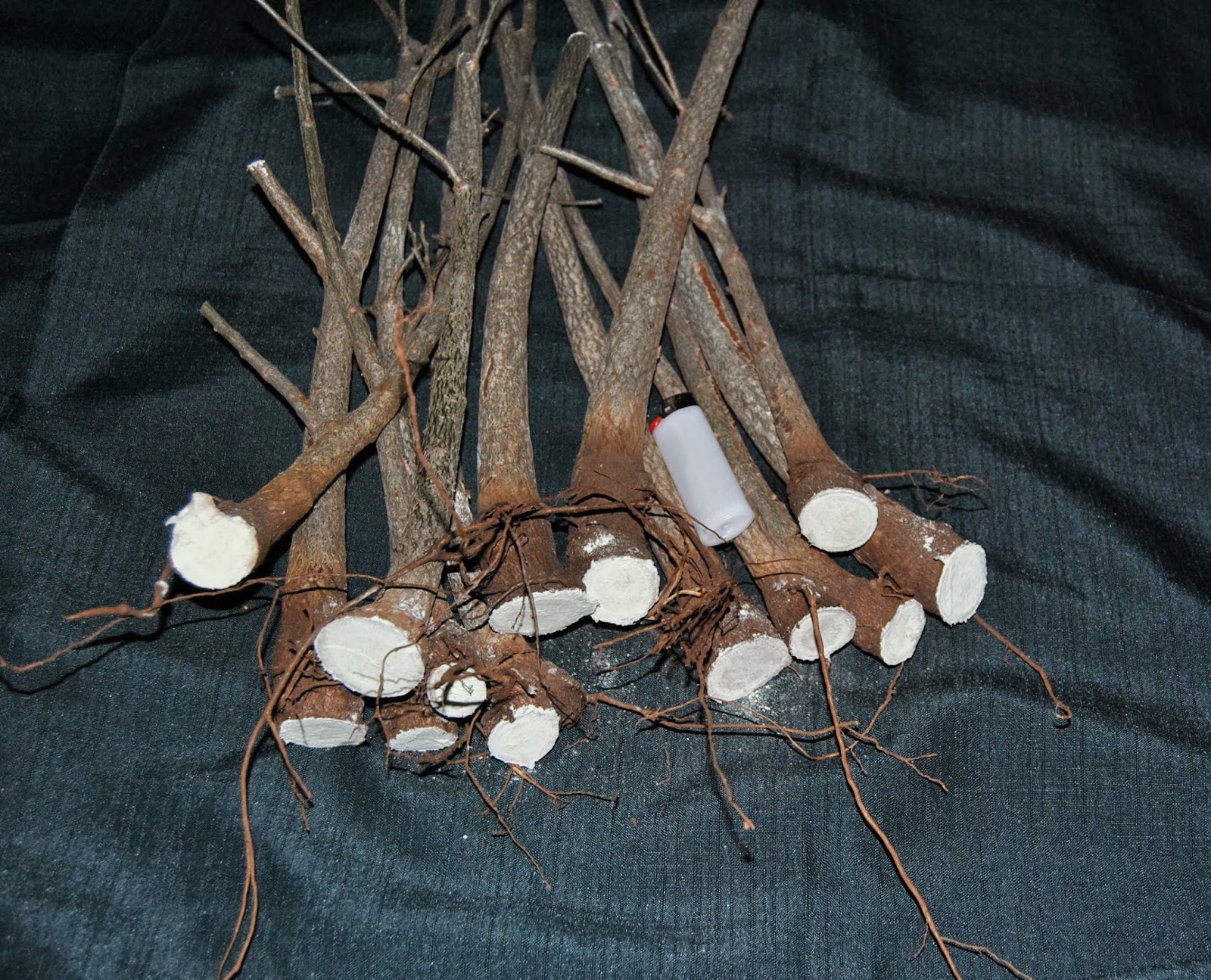 LENNARD'S BONSAI BEGINNINGS.: Adansonia digitata (Baobab)- African ...