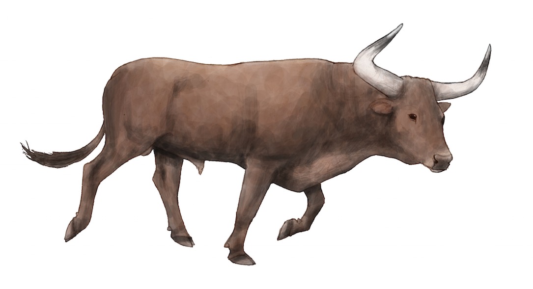 The Breeding-back Blog: News from the Auerrindprojekt, Germany