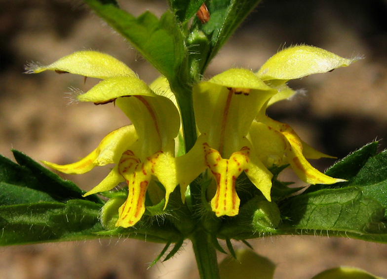 Pleurothallidinae: Lexique au tour des plantes : V