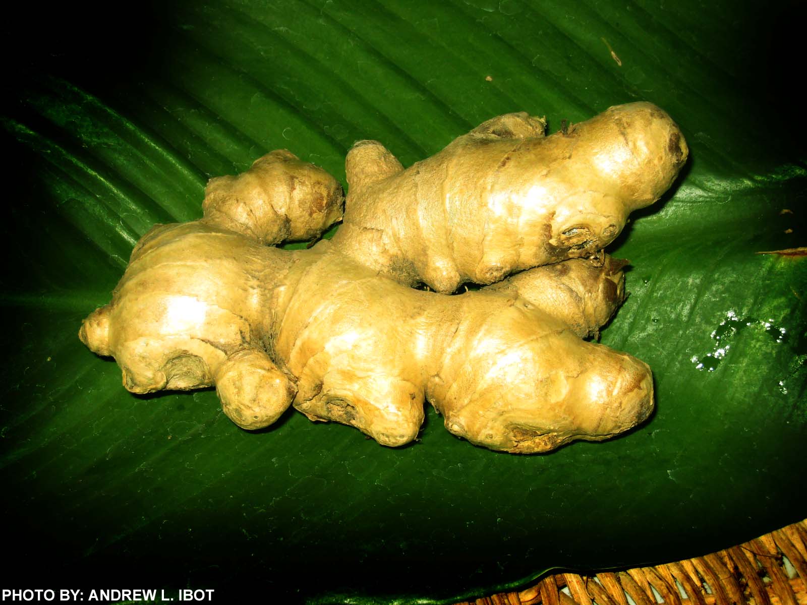 Ako si ANDREW IBOT!: Luya (Ginger)- Halamang Gamot / Herbal Medicine