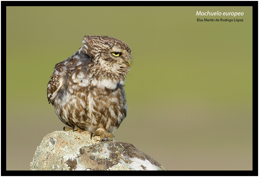MANERAS DE MIRAR: Mochuelo europeo