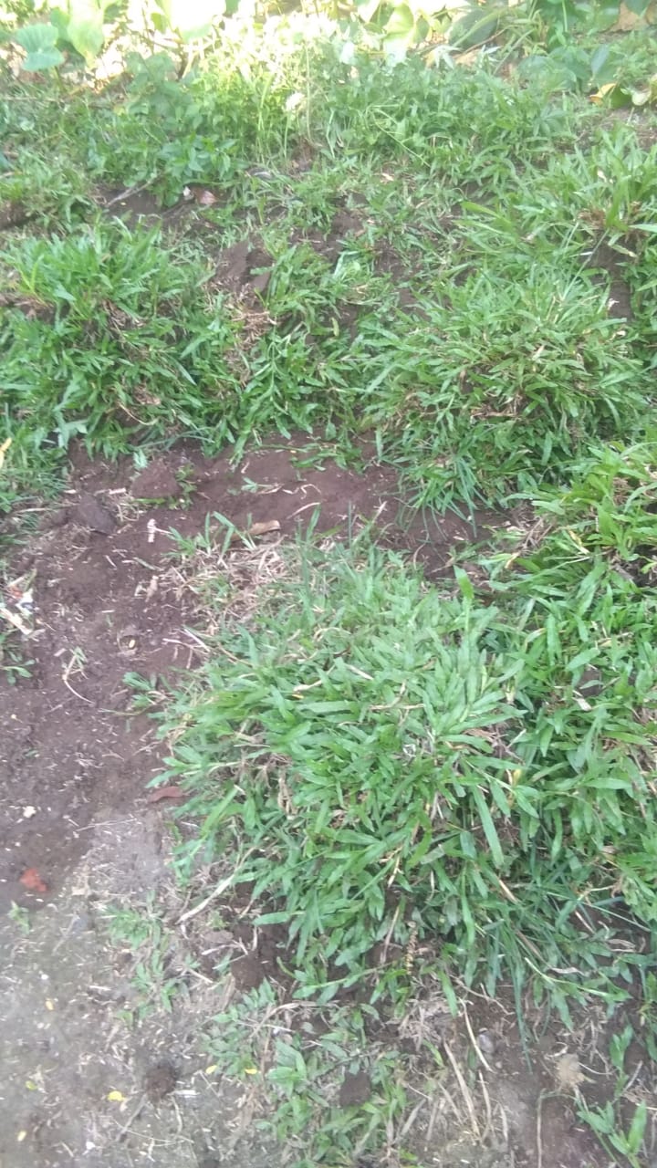 Penjual rumput gajah paitan yogyakarta untuk proyek bandara baru kulon ...