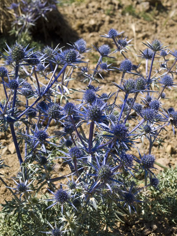 Paseos por la naturaleza: Eryngium bourgatii. Cardo azul.