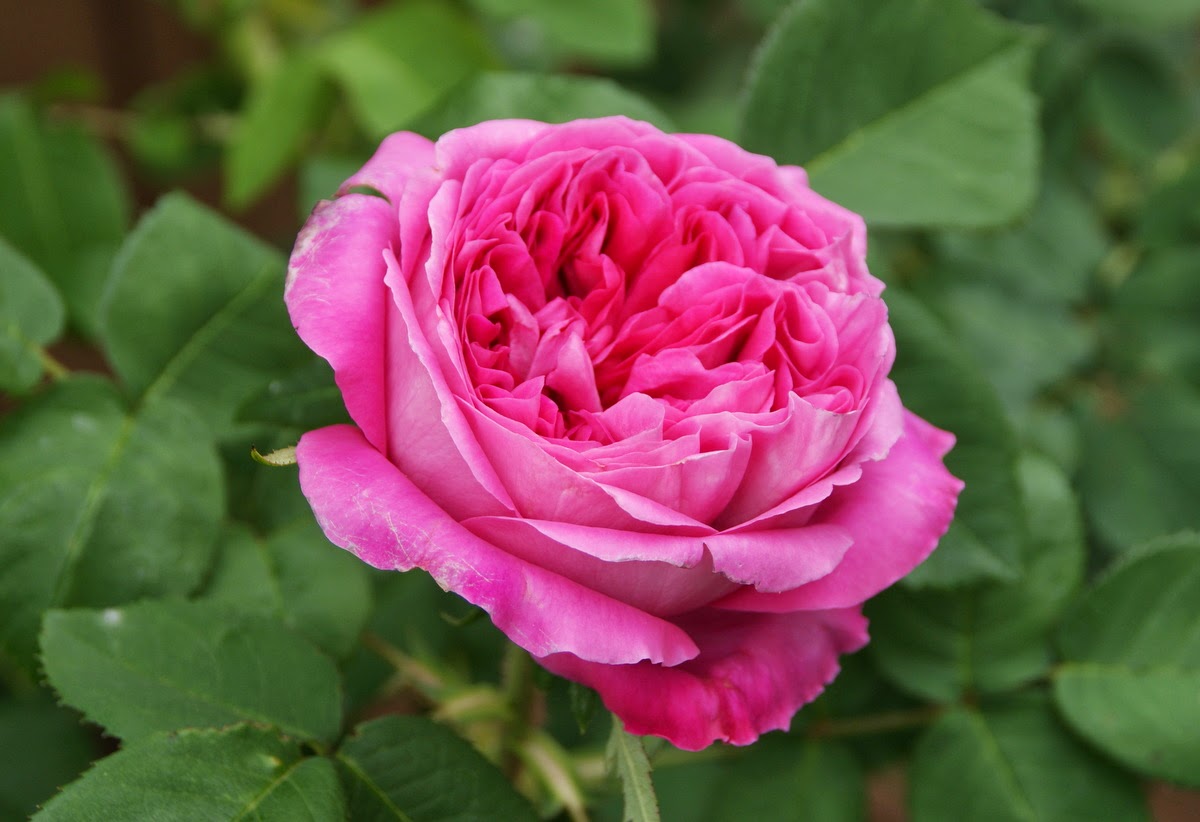 Organic Garden Dreams: The Beginning of the Rose Spring Flush