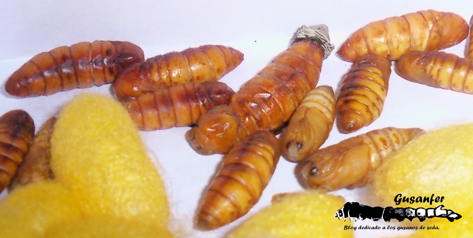 Proceso de crisálida en el exterior. ~ LOS GUSANOS DE SEDA