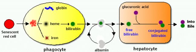 Indirect Hyperbilirubinemia and jaundice In Neonates-Causes-Signs ...