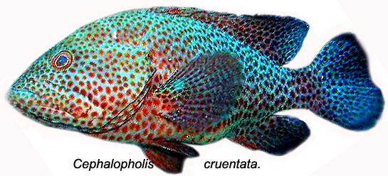 Akvaryum Balıkları.: Cephalopholis cruentata,Graysby grouper ...