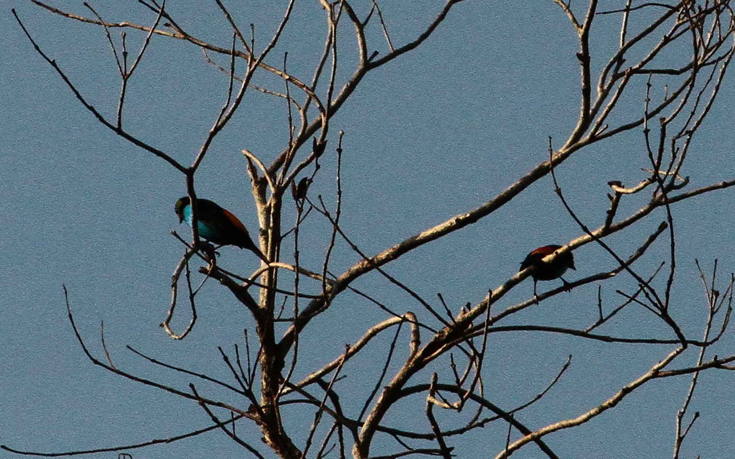 Nuestro bello mundo...: Part X, Birding Tour, El Brujo, El Pauji