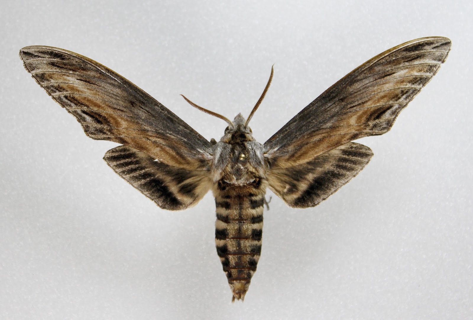 Field Biology in Southeastern Ohio: Sphinx Moths of Ohio, Part 3