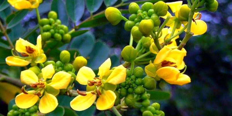 morfologi tumbuhan : BAGIAN-BAGIAN BUNGA