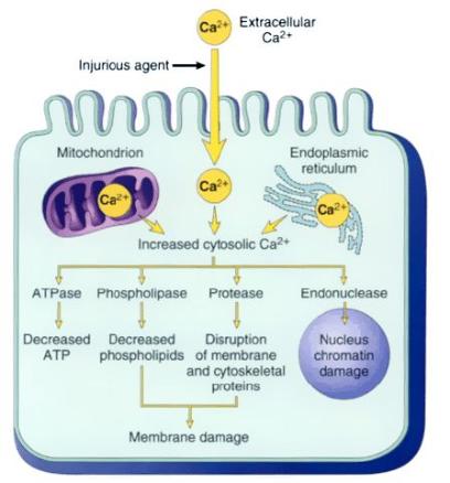Descobridores: O papel do cálcio nas lesões celulares