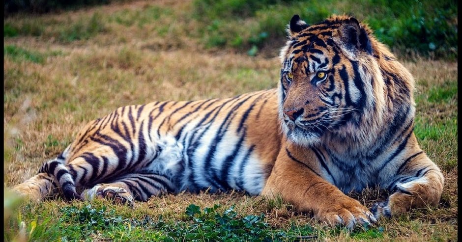 Experience Animal Preservation Examples at Tigers