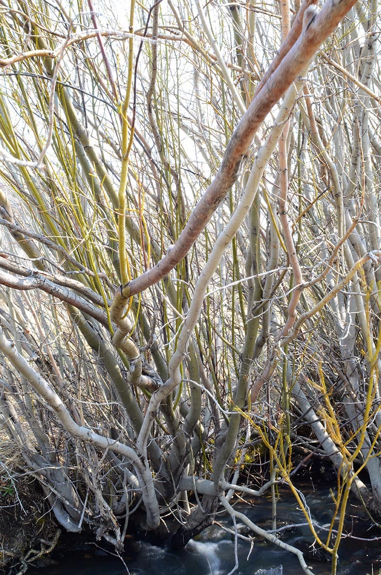 Shane Minton photography