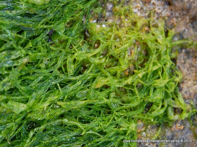 Hablando en verde: Ulva compressa