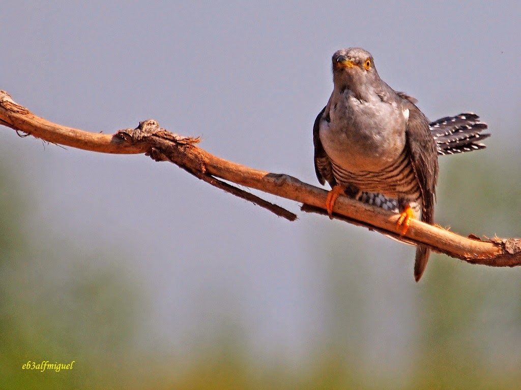 MIS AMIGAS LAS AVES: Cuco común (Cuculus canorus)
