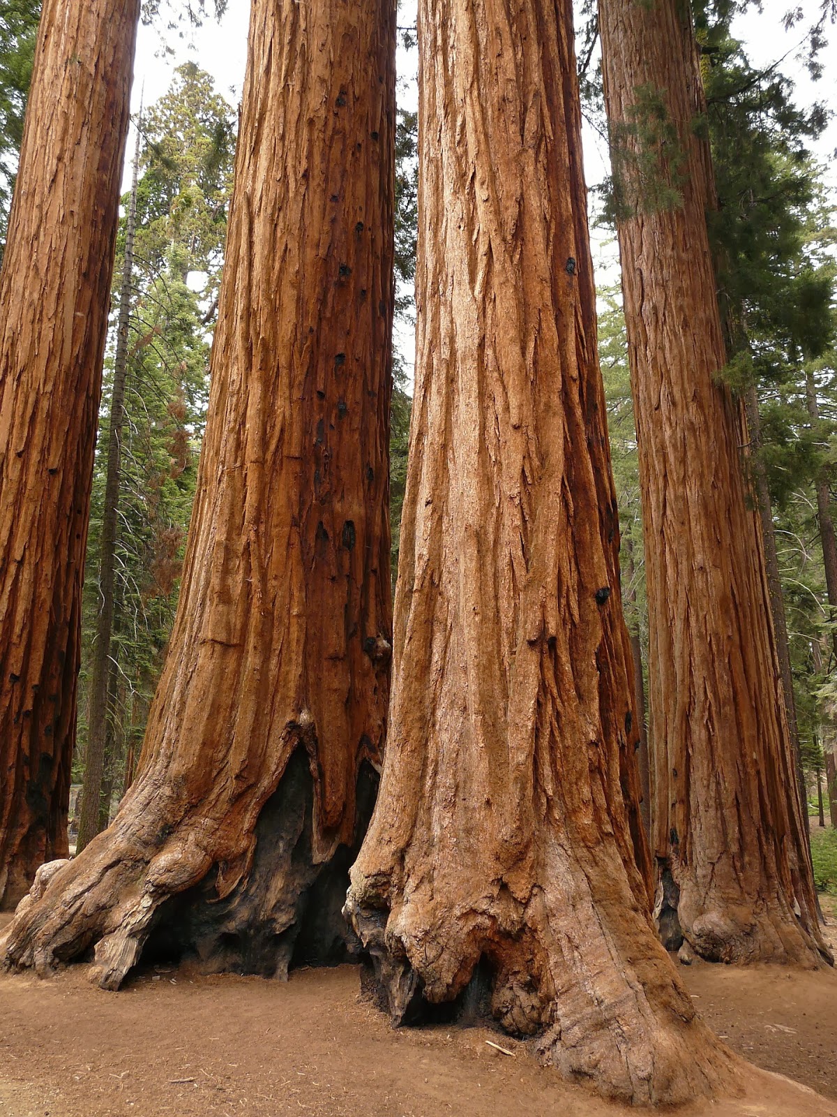 The Modern Vitruvian: Of Redwoods and Blue Lodges