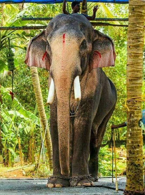 Kerala Elephants Images | Kerala elephants wallpapers HD | Kerala ...